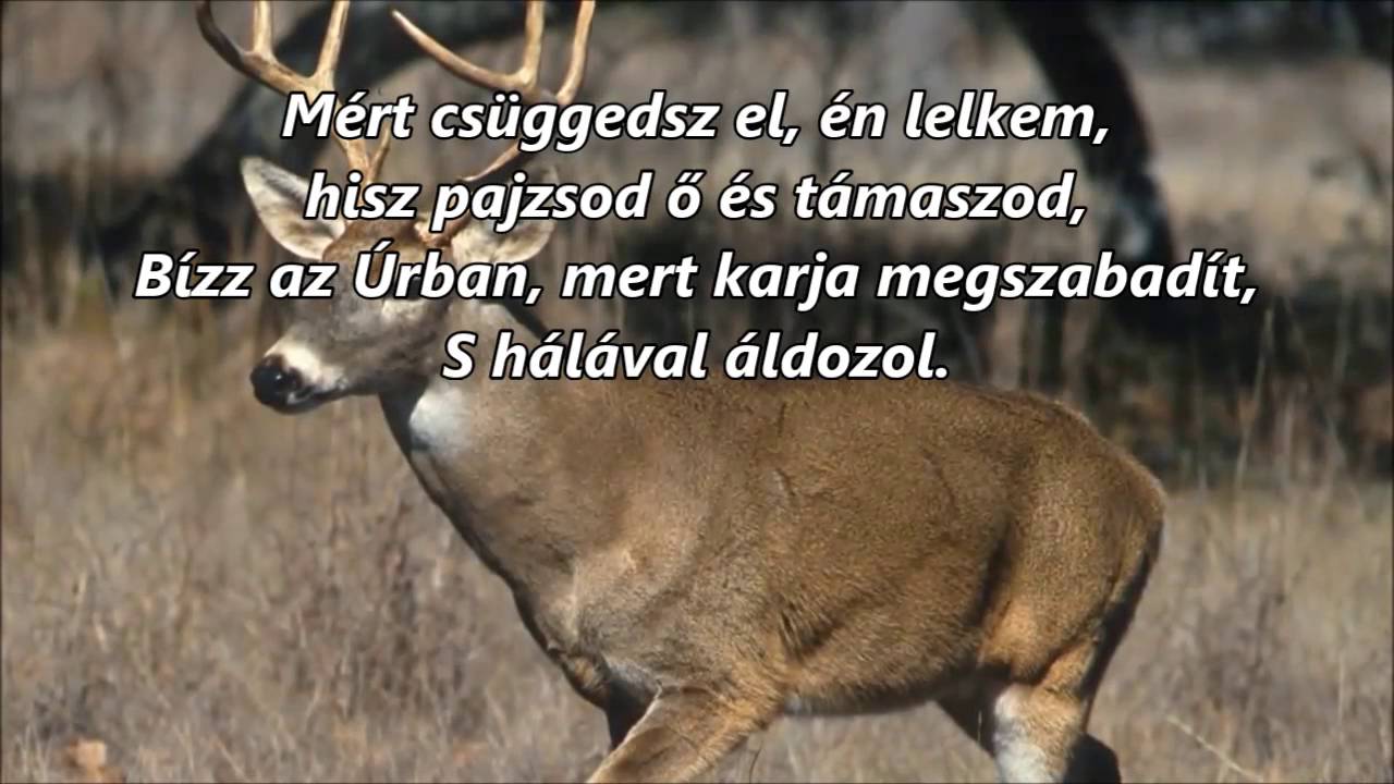 Mint szarvas hűs vízforrásra - YouTube