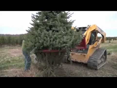 Tree Harvest at the Christmas Tree Farm - YouTube