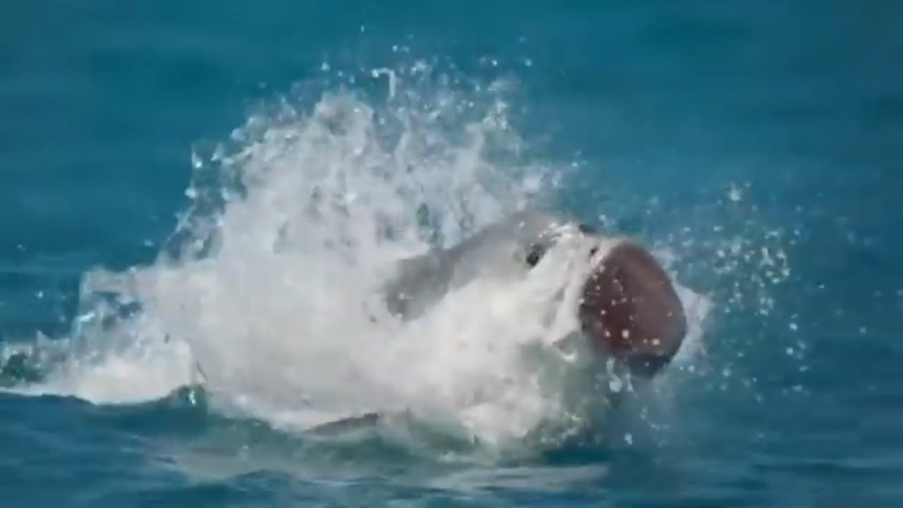 Giant Trev A Bird-Eating Fish, Giant Trevally//Giant King Fish - YouTube