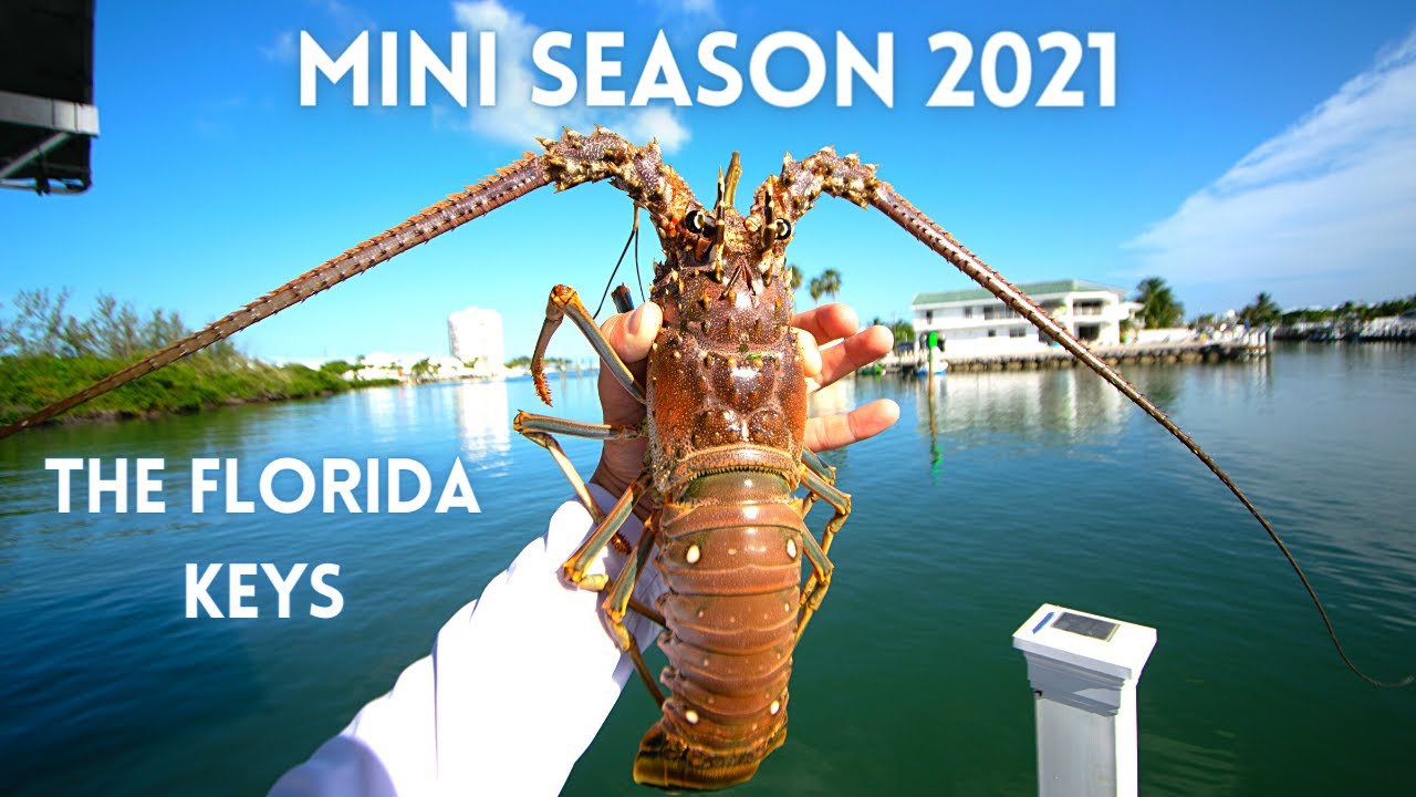 The Florida Keys Lobster Mini Season 2021 II Grouper and Hogfish Film ...