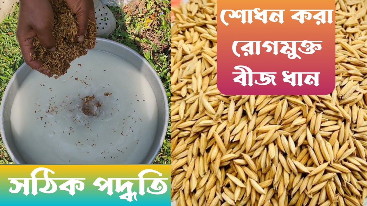 ধানের বীজ শোধন।dhan bij shodhan.paddy seed treatment method. - YouTube