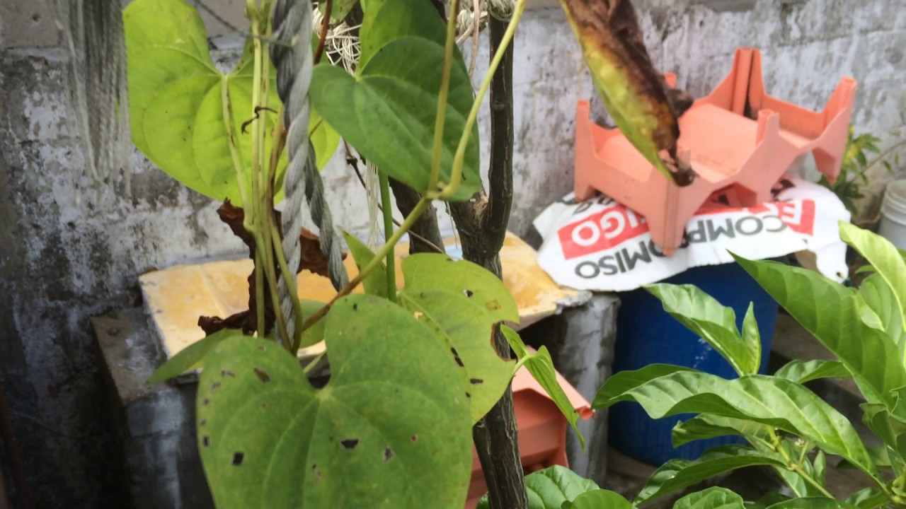 La papa voladora 07 11 16 - YouTube