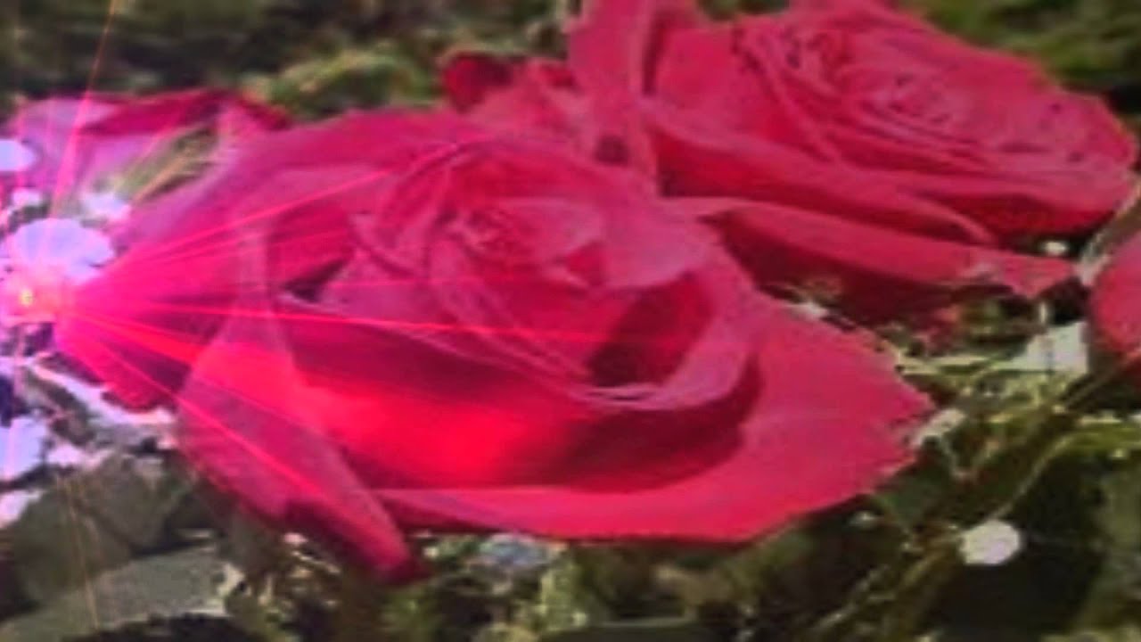 eleven roses - YouTube