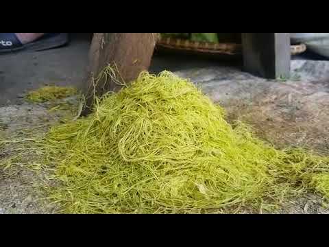 Proses merajang tembakau Gayo - YouTube