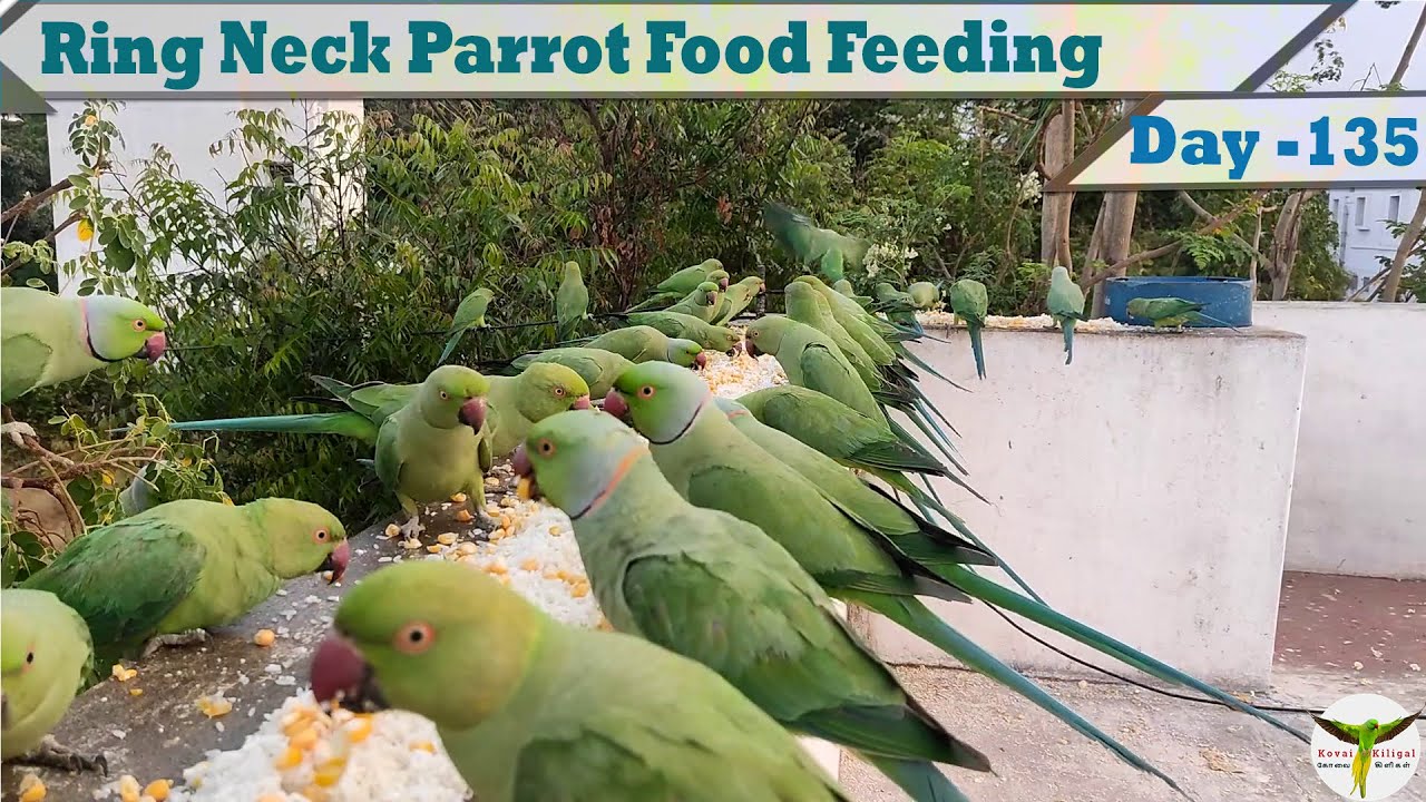 Indian Ring Neck Parrot Food Feeding Day 134 / #pararot #coimbatore / # ...