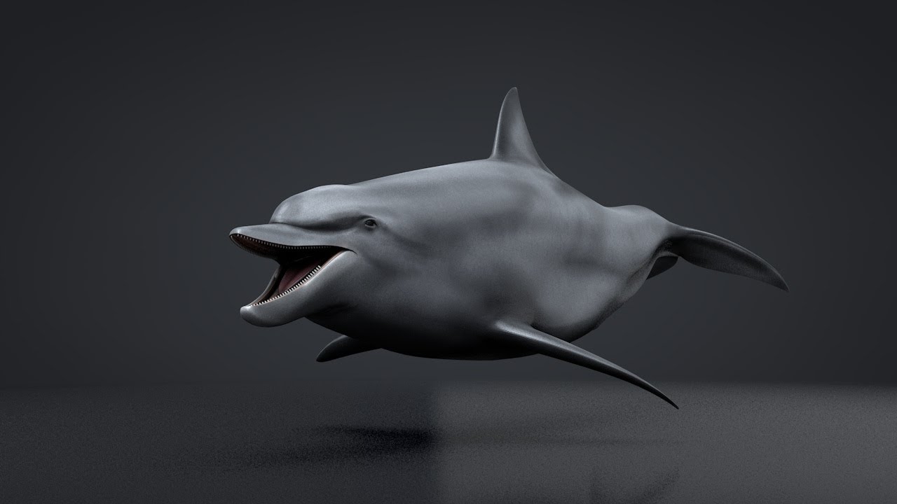 Bottlenose Dolphin C4D Rigged Animated 3D Model - YouTube