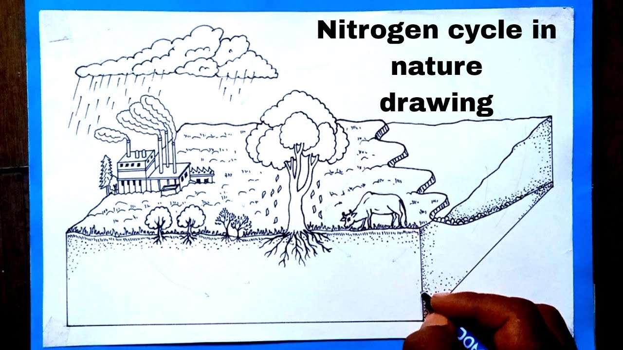 Nitrogen cycle in nature🌿🍃 drawing step by step very easy. - YouTube