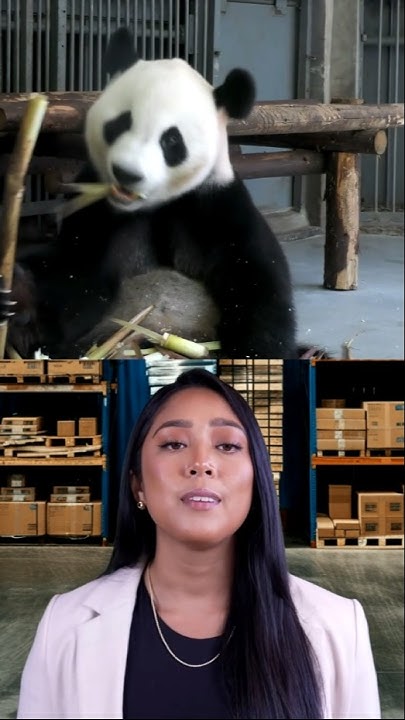 China’s Living Treasure: The Amazing World of Pandas - YouTube