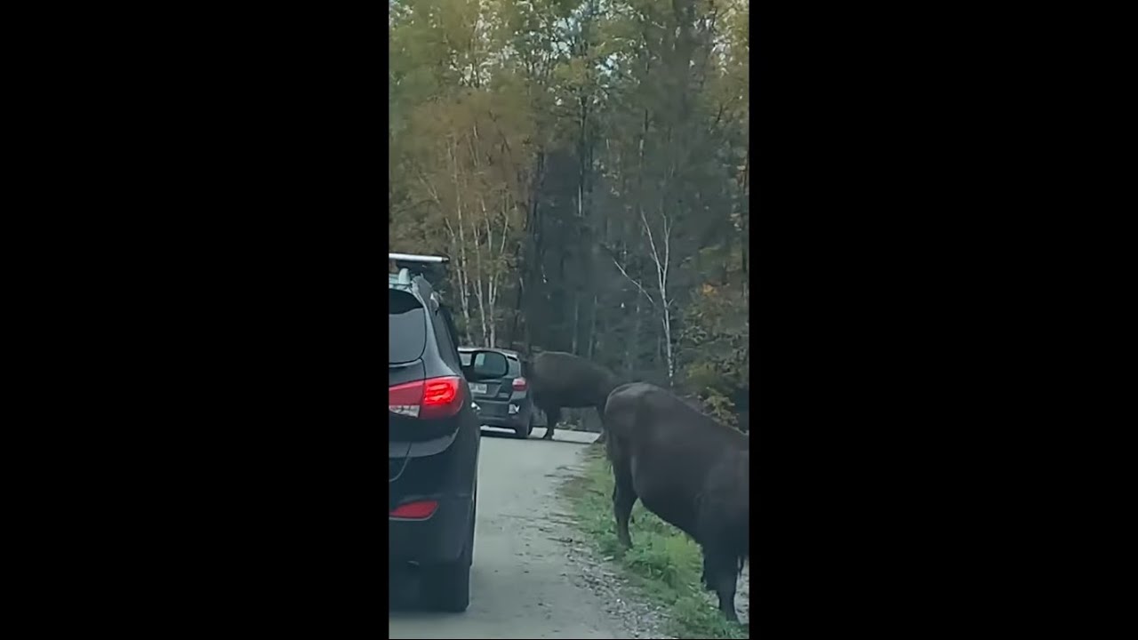 Bison Got Its Head Stuck Inside a Car for 30 Minutes - YouTube