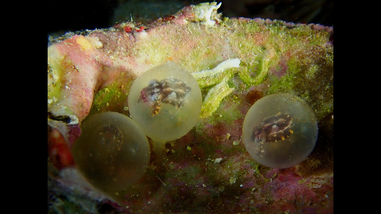 Cuttlefish Eggs Hatching