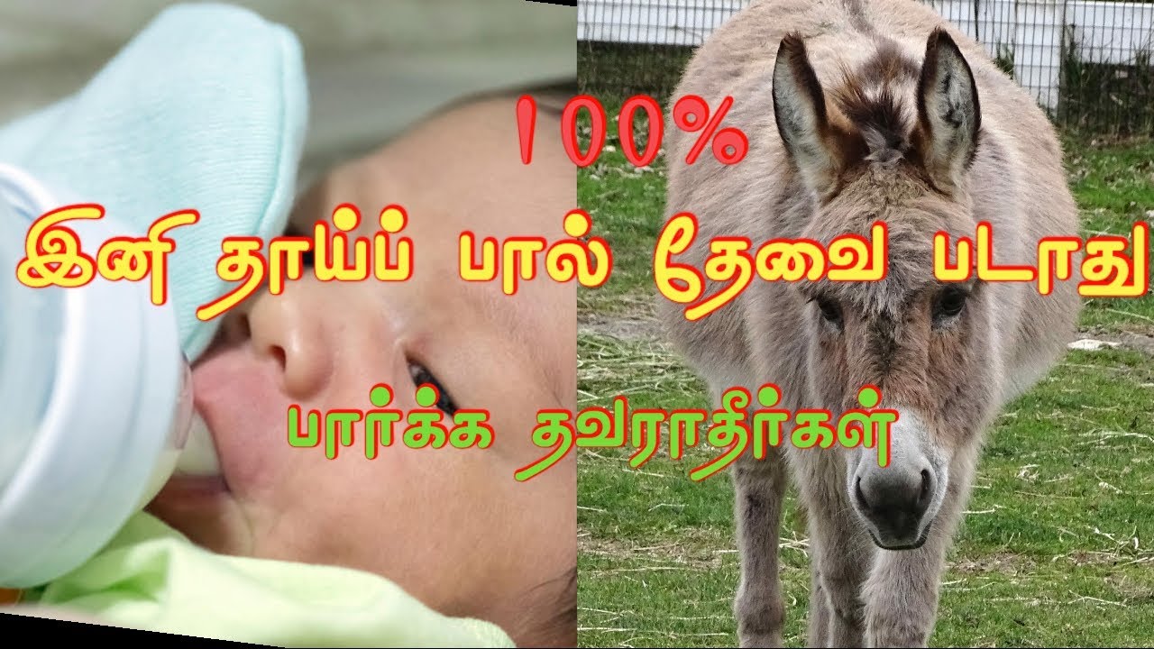 தாய்ப்பாலுக்கு நிகறான ஊட்டச்சத்துள்ள பால்|donkey milk benefits ...