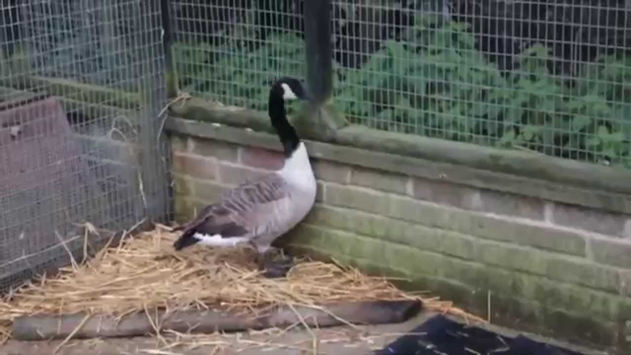Injured Goose Rescued from UK Highway Flies Again - YouTube