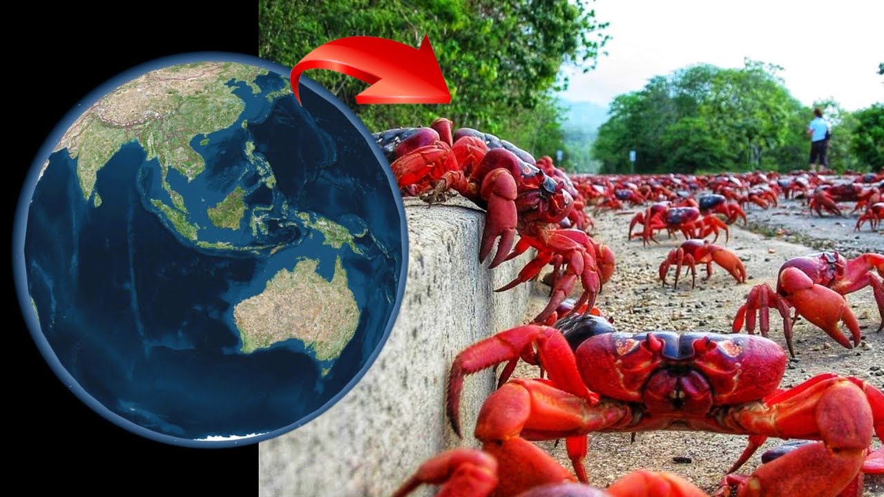 Crabs 🦀 on Google Earth and Google Maps 🌎 - YouTube