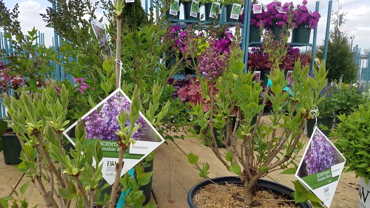 Scentara® Double Blue Lilac (Syringa) - YouTube