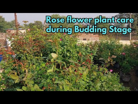 Rose flower plant care during Budding Stage ! - YouTube
