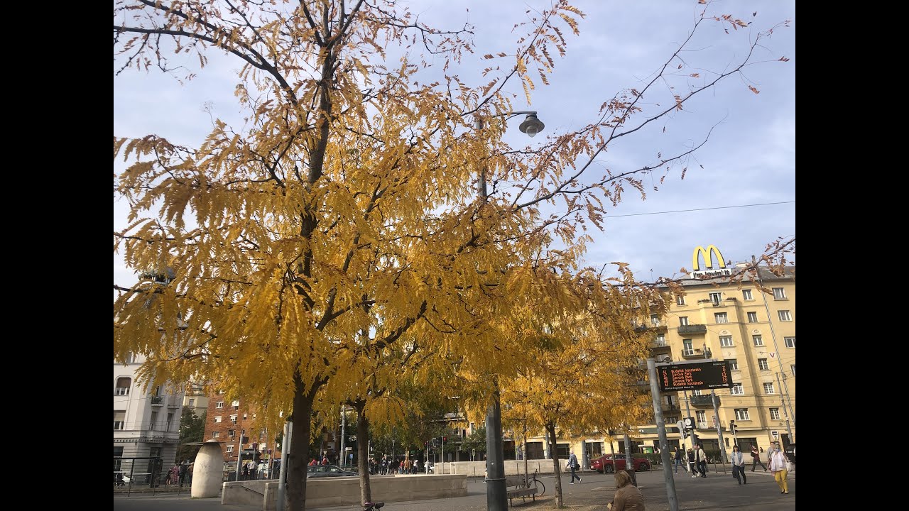 诺玛法公园徒步旅行(Normafa Park Hiking in Budapest) - YouTube