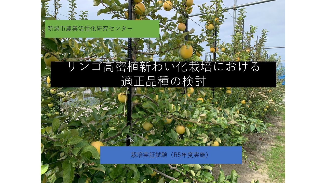 令和5年度「リンゴ高密植新わい化栽培における適性品種の検討」 - YouTube