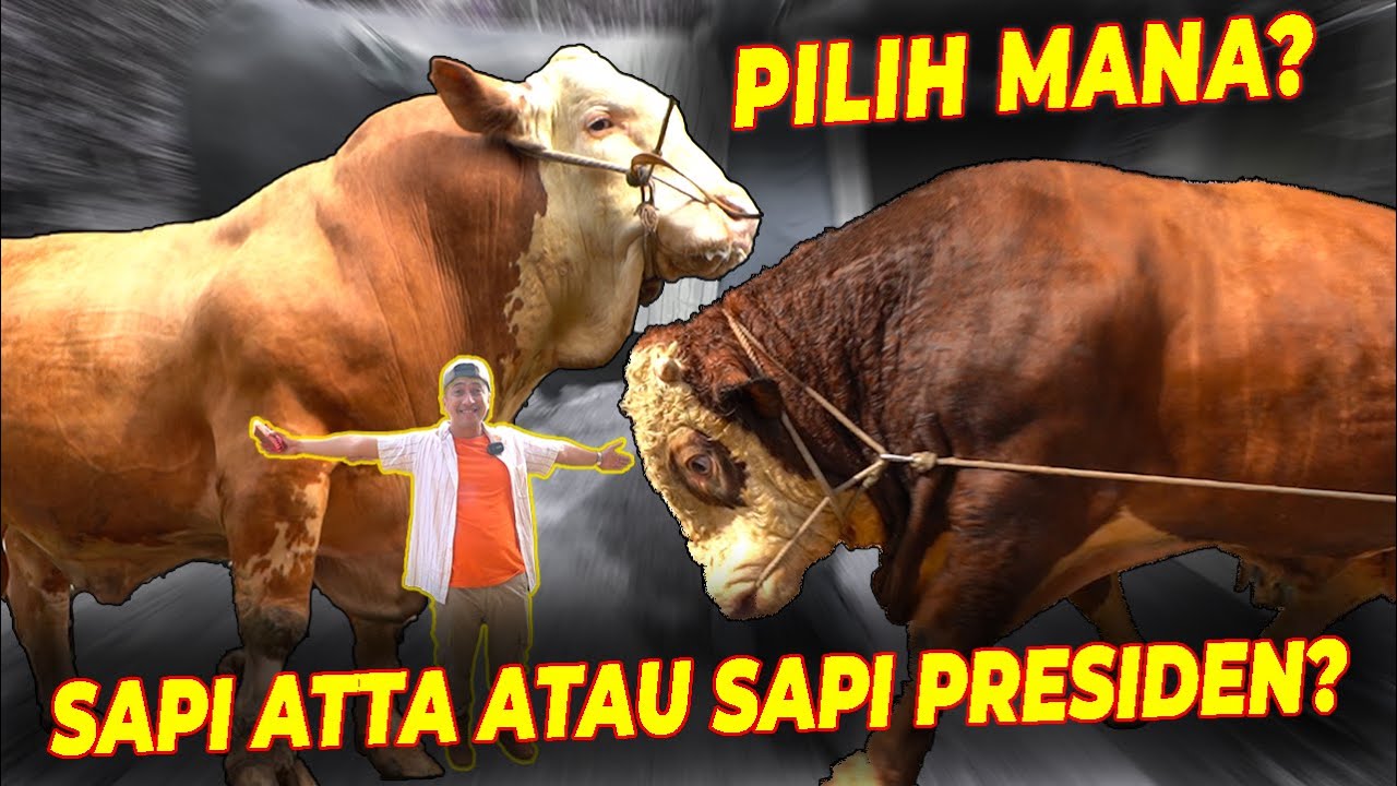 SAPI JUMBO MEGALODON JODOH NYA HEWAN QURBAN ATTA HALILINTAR - YouTube