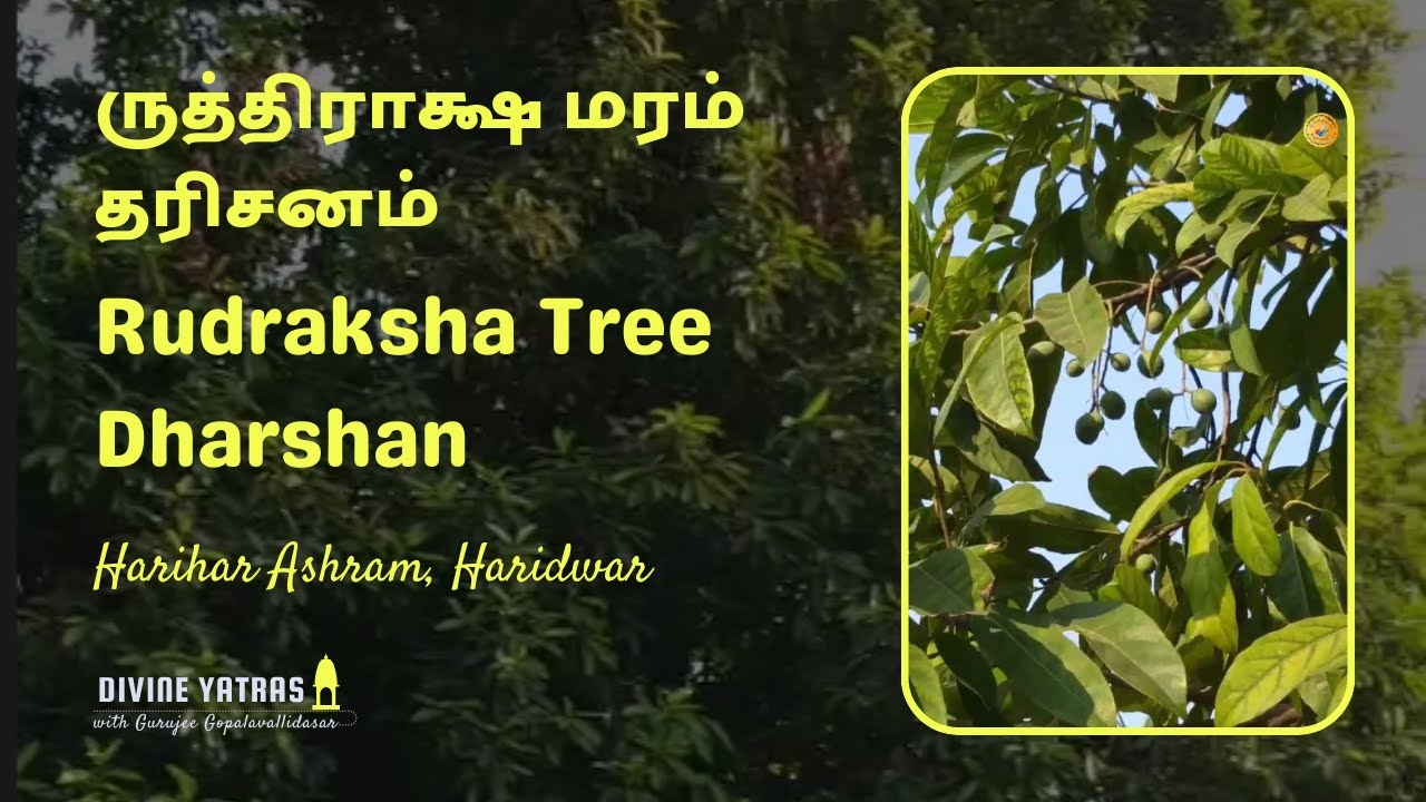 Rudraksha Tree Dharshan | ருத்திராக்ஷ மரம் தரிசனம் | Haridwar - YouTube