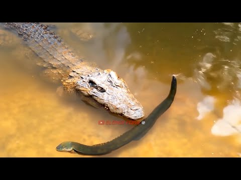 Electric Eel Vs Crocodile Meet in The Wild!