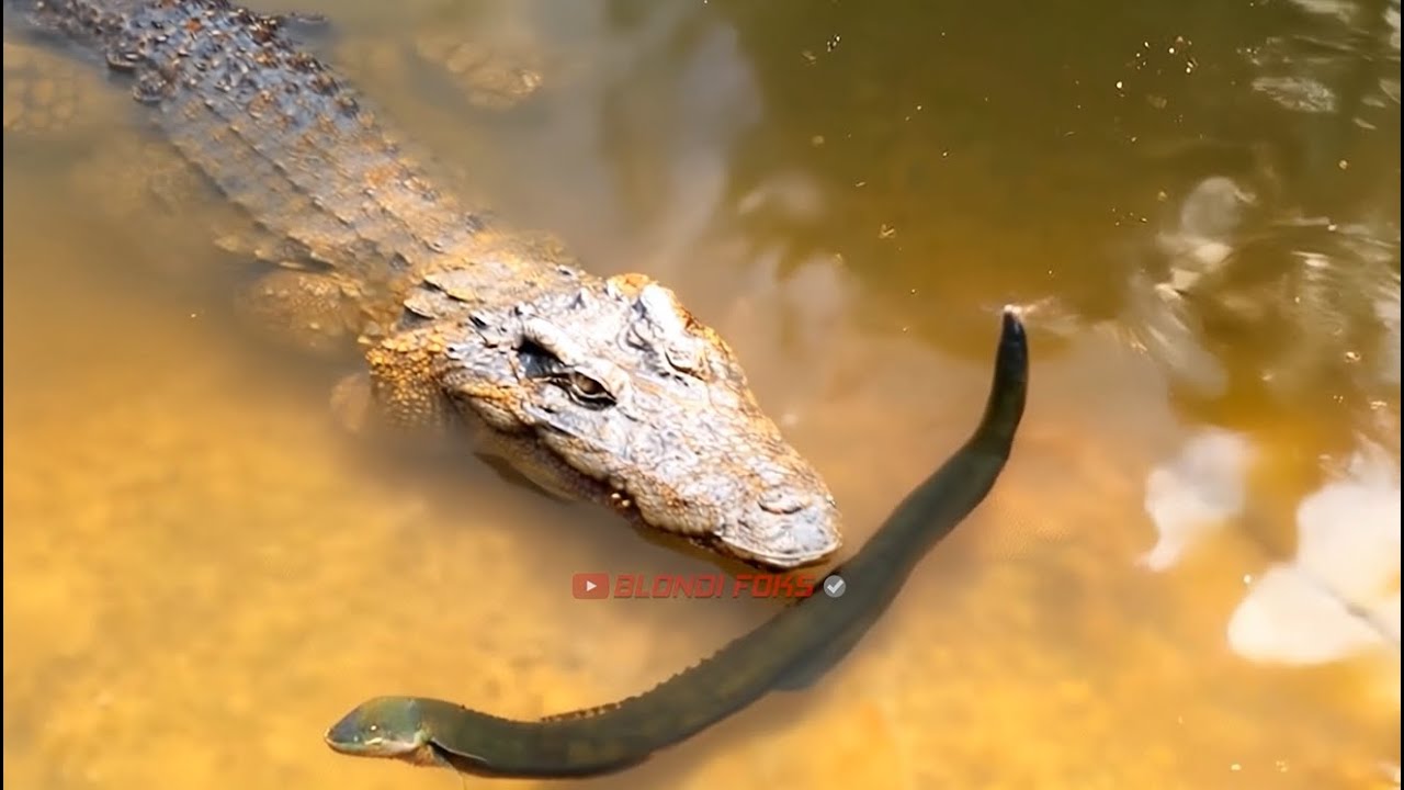 Electric Eel Vs Crocodile Meet in The Wild! - YouTube