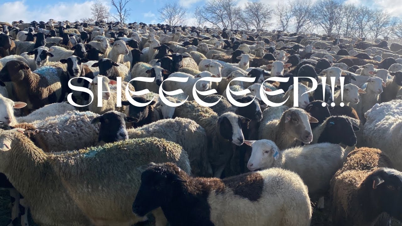 The last load of sheep came!!🐑🐏👍🏻 - YouTube