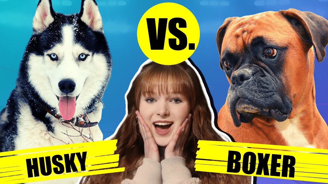 SIBERIAN HUSKY VS BOXER - YouTube