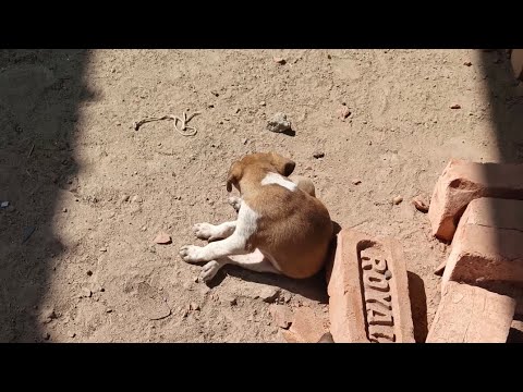 milk drink dog masti