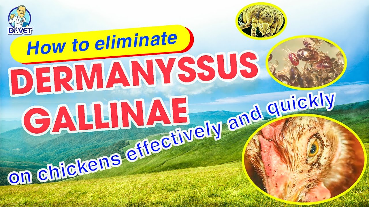 How to eliminate Dermanyssus Gallinae on chickens effectively and ...