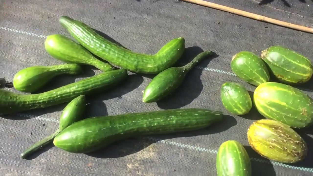 Shoker Bagan | Plants Are All Grown Up! Vegetables And Flowers! - YouTube