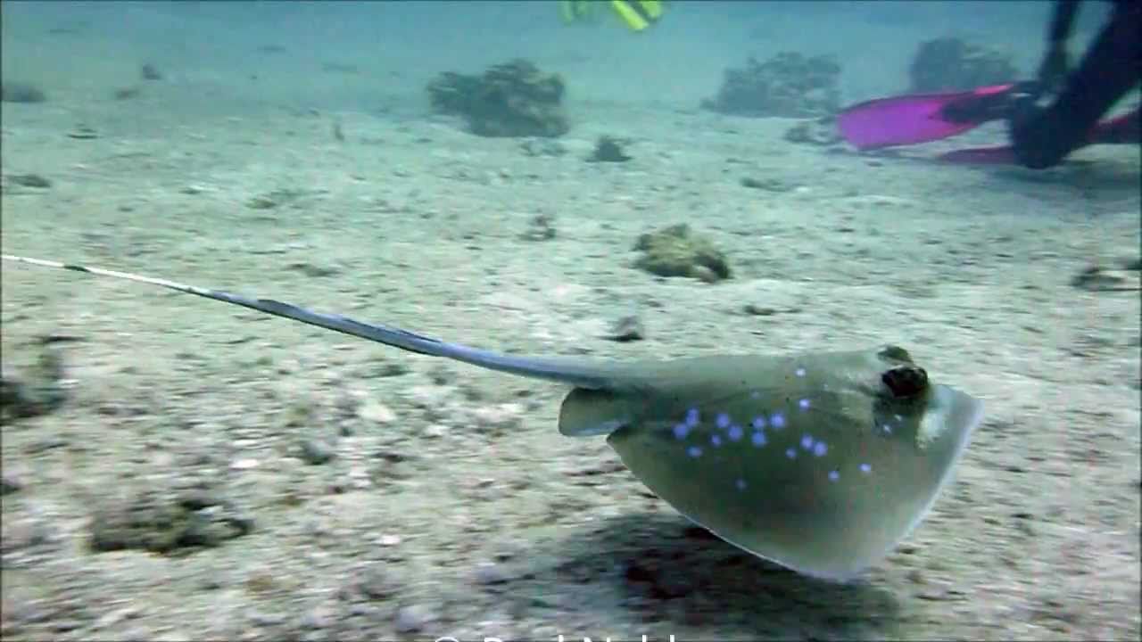 Close up of a Blue Spotted Stingray swimming at Shark Point, Phuket ...