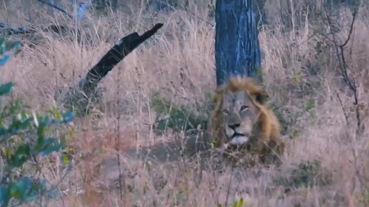 Male Lion After Killing A Leopard Cub He Killed His Mother Week Ago