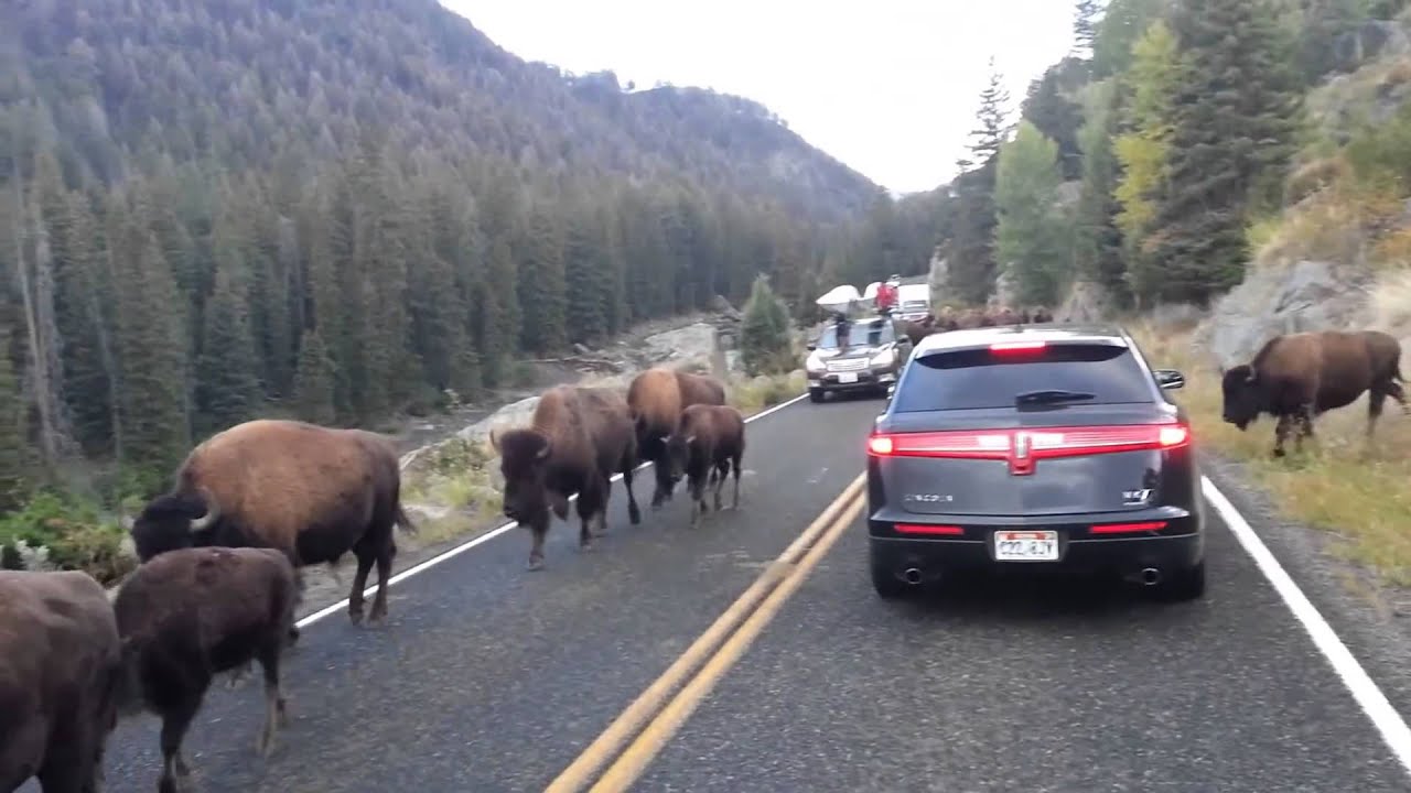 Bison hits car in Yellowstone - YouTube