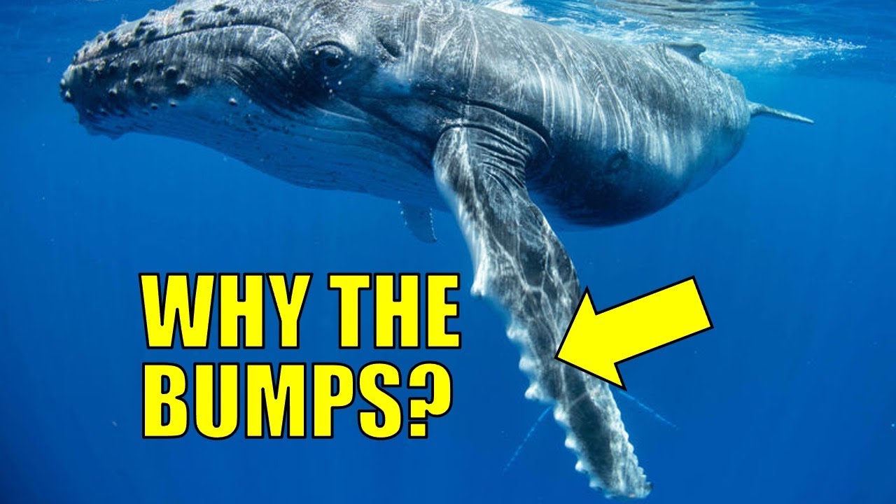 Bumpy whale flippers are optimally designed - YouTube