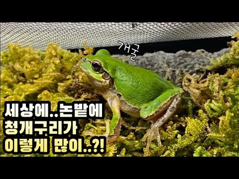 한국 청개구리를 채집하고 키워보겠습니다🐸 I’ll collect and raise Korean tree frogs - YouTube