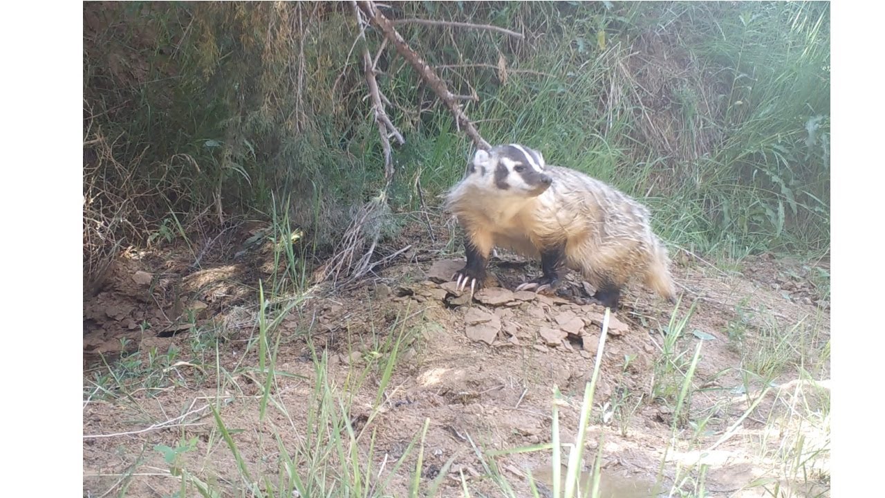 The badger, includes very rare mating video - YouTube