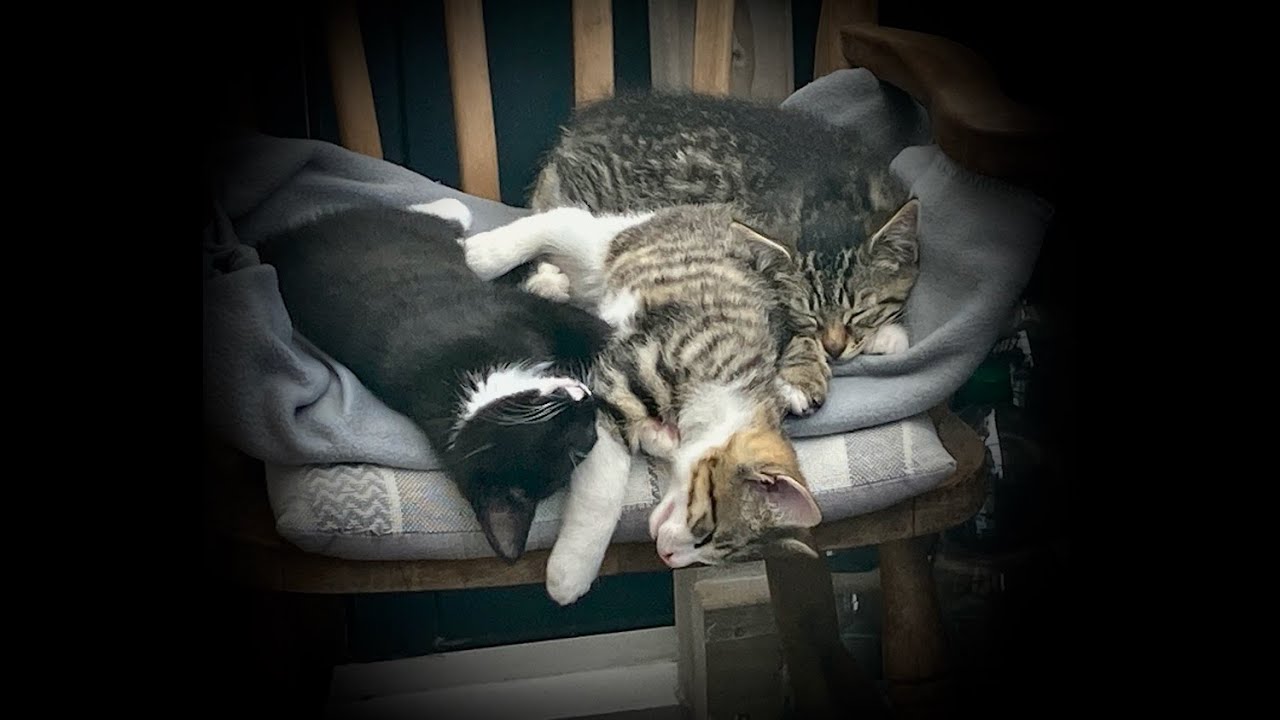 Kittens meet dog. Fe Fi Fo and Bru the Blue. - YouTube
