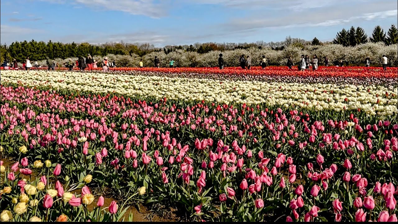 Tulip Pick Farm / TASC / Fenwick Ontario / Canada - YouTube