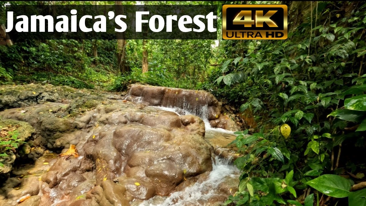4K Virtual Hike through Jamaica Forest (with Nature Sounds ...