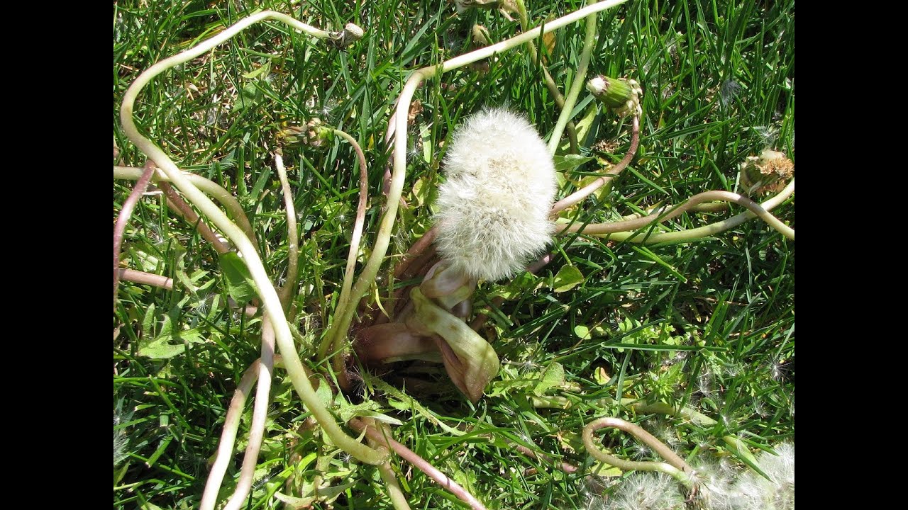 Deformed Dandelions - Kent County, MI 5/18/13-5/20/13 - YouTube