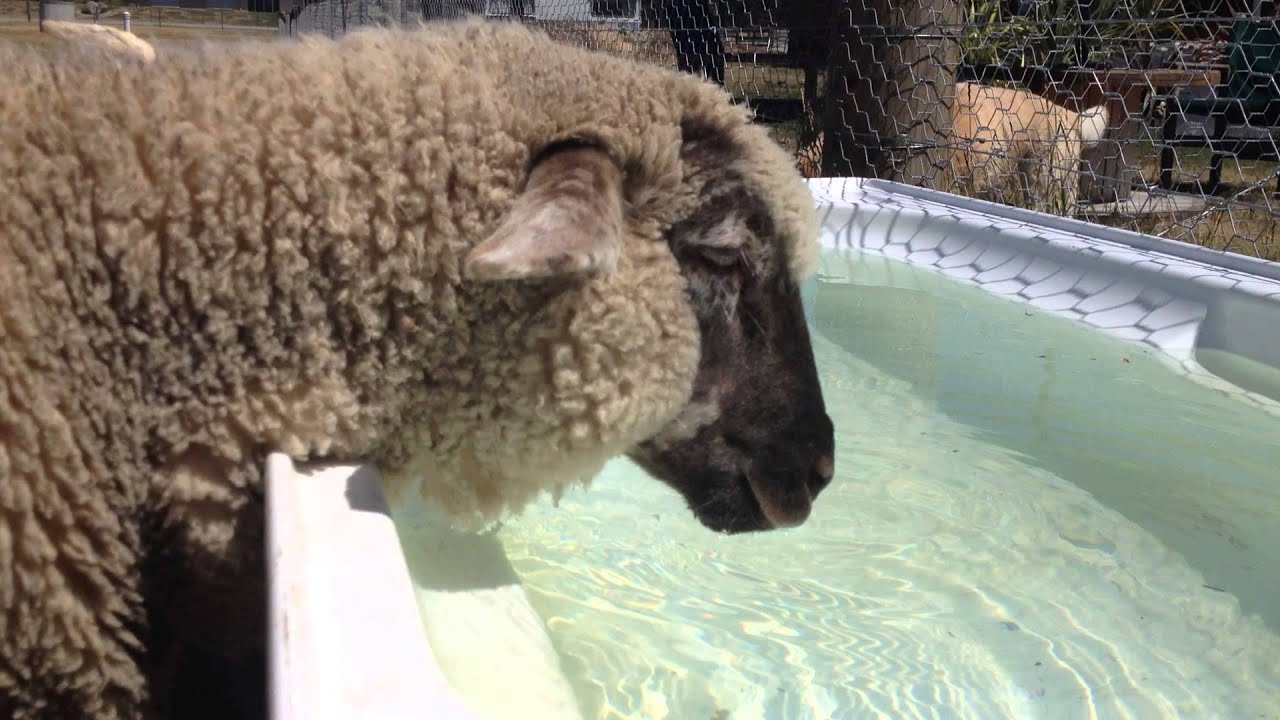 Sheep drinks water Charlie's way - YouTube