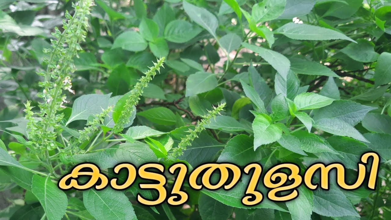 kattuthulasi | ocimum gratissimum | കാട്ടുതുളസി | തൃത്താവ് | തീർത്താവ ...