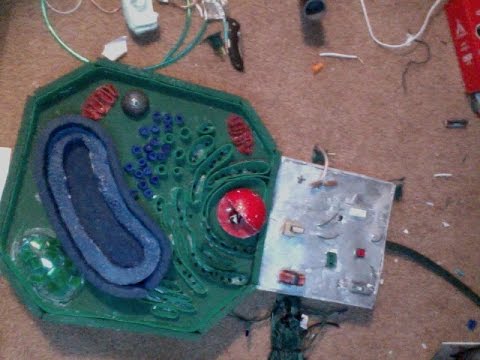 How to make a plant cell model - YouTube