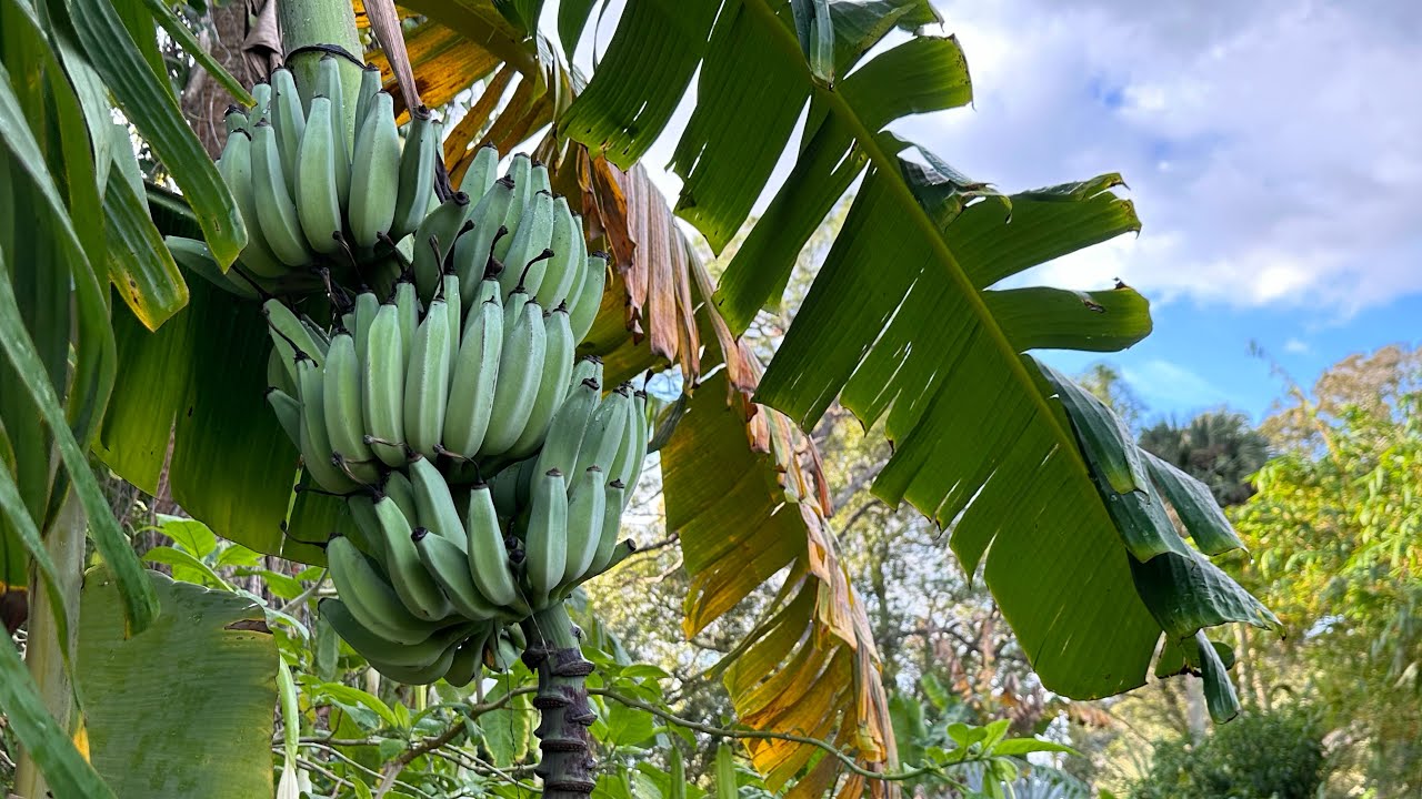 How Planting 400 Bananas Into A Multi-species Food Forest Is So ...