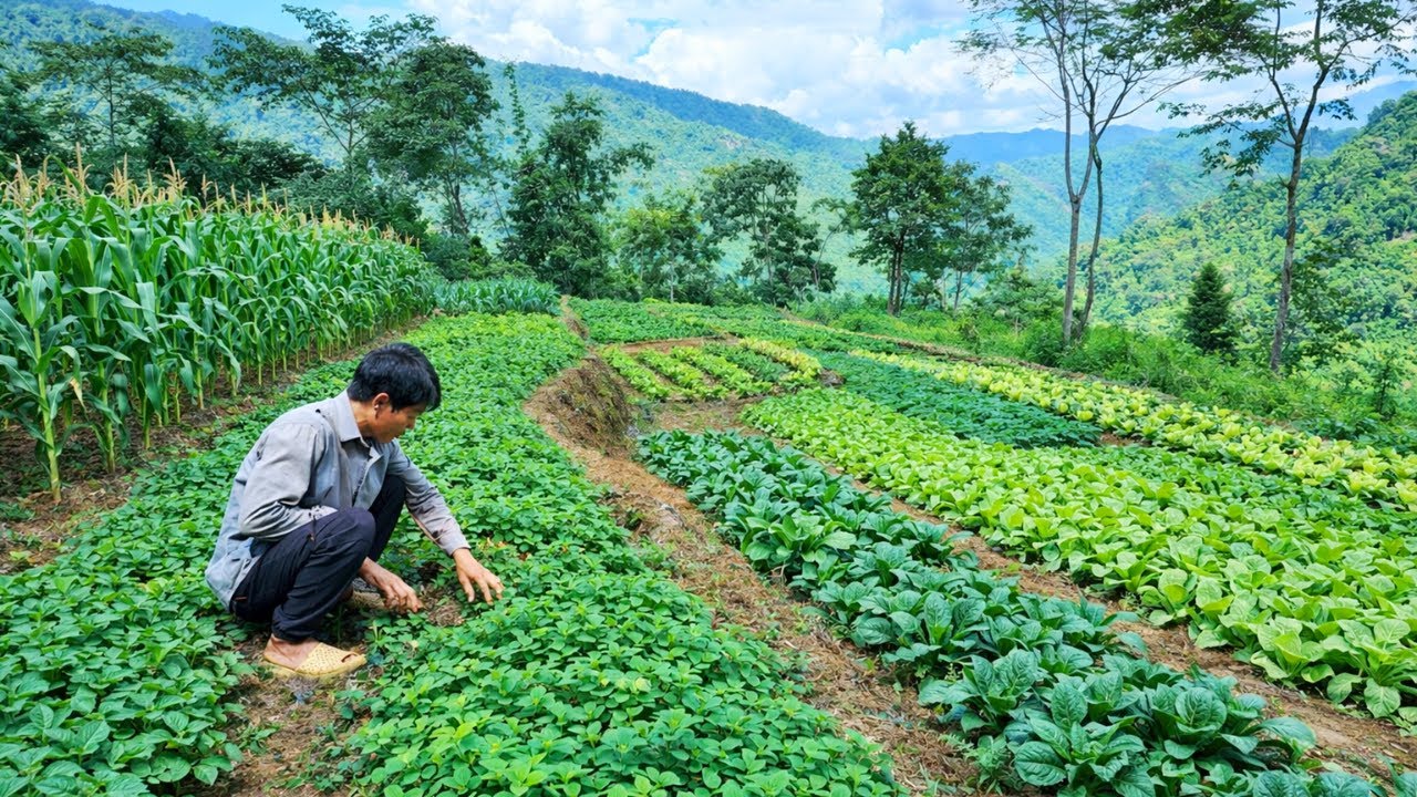 Building a Mountain Corn Garden Alone | Off Grid Farming & Solo ...