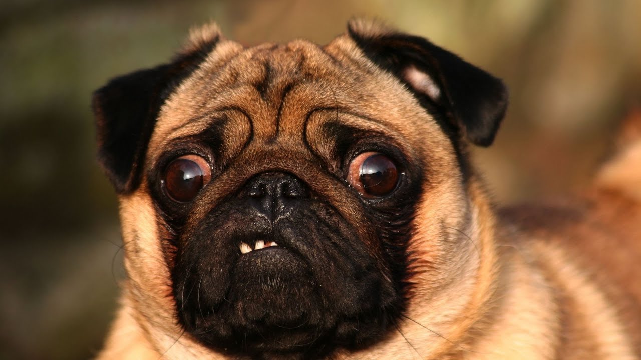 Famous Pugs The Social Media Stars Taking the World by Storm - YouTube