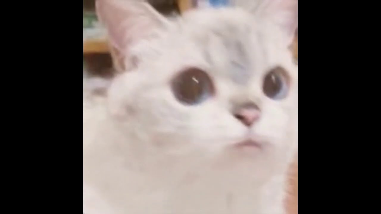 Weibo Cat sings Baka Mitai - YouTube