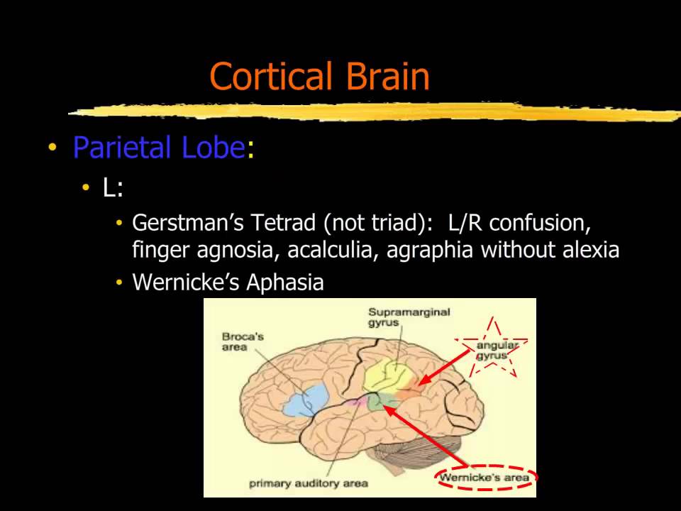 Cerebral Cortex Localization - YouTube