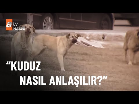 Kuduz için ne yapmalı? - atv Haber 5 Ekim 2022