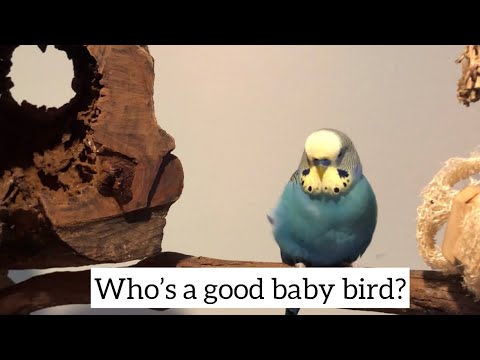 Talking budgie Raisin- “Where’s the dog baby? Who’s a good baby bird ...